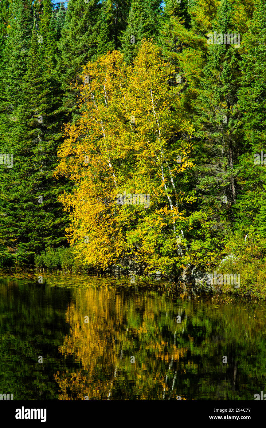 Algonquin Provincial Park Opeongo Lake Fall colors. Ontario Canada ...