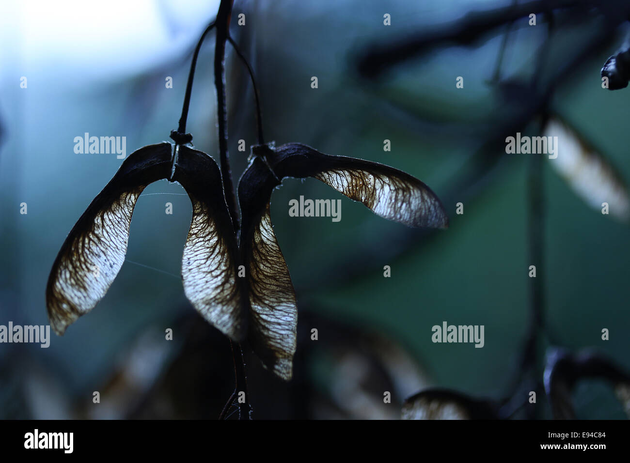 Sycamore seed pod hi-res stock photography and images - Alamy