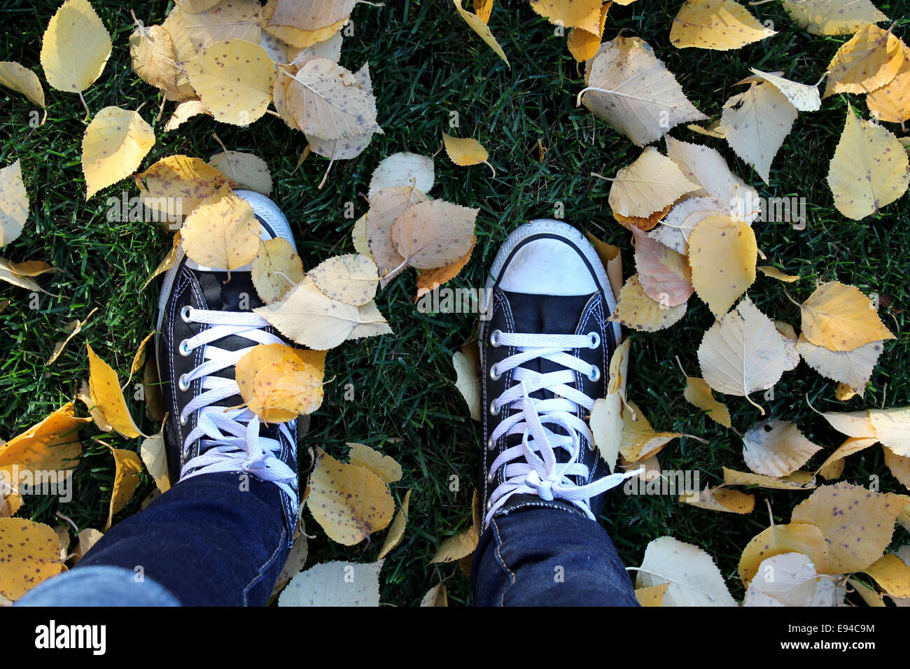 Beautiful fall leaves Stock Photo - Alamy