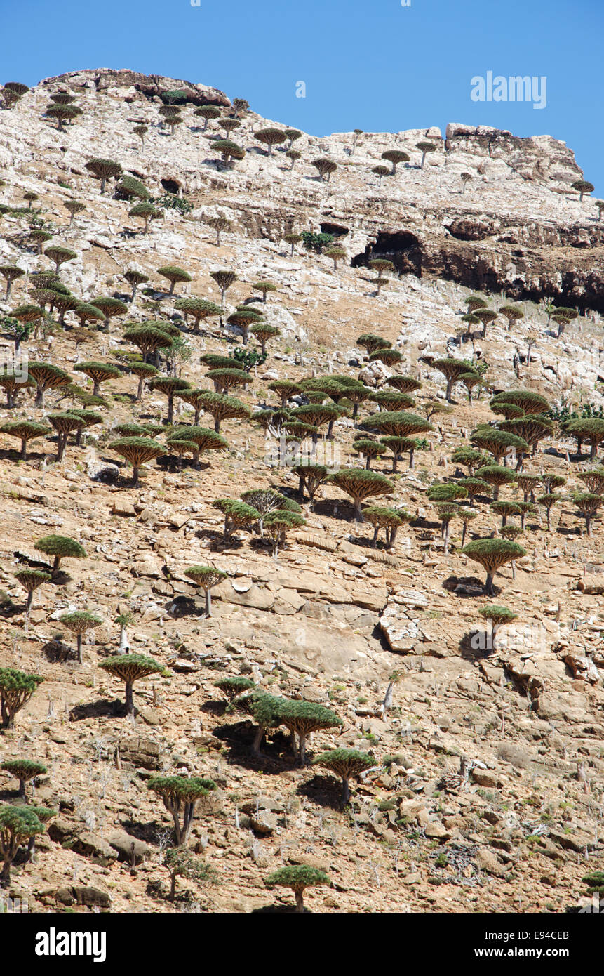 Cucumber tree yemen hi-res stock photography and images - Alamy