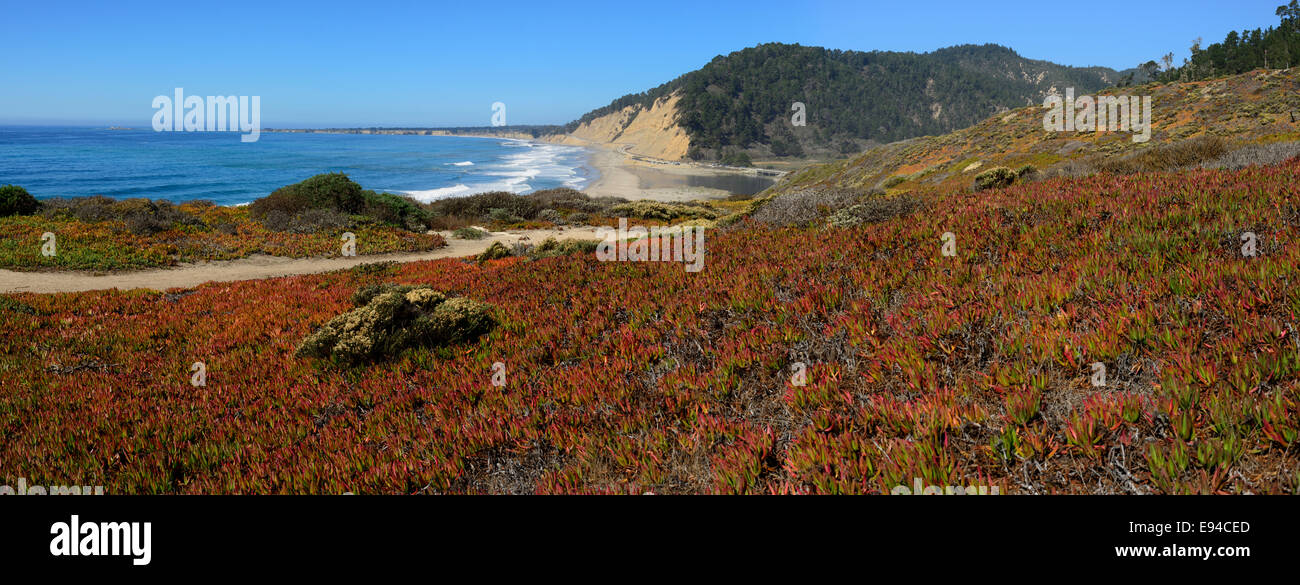 Big basin redwoods state park hi-res stock photography and images - Alamy