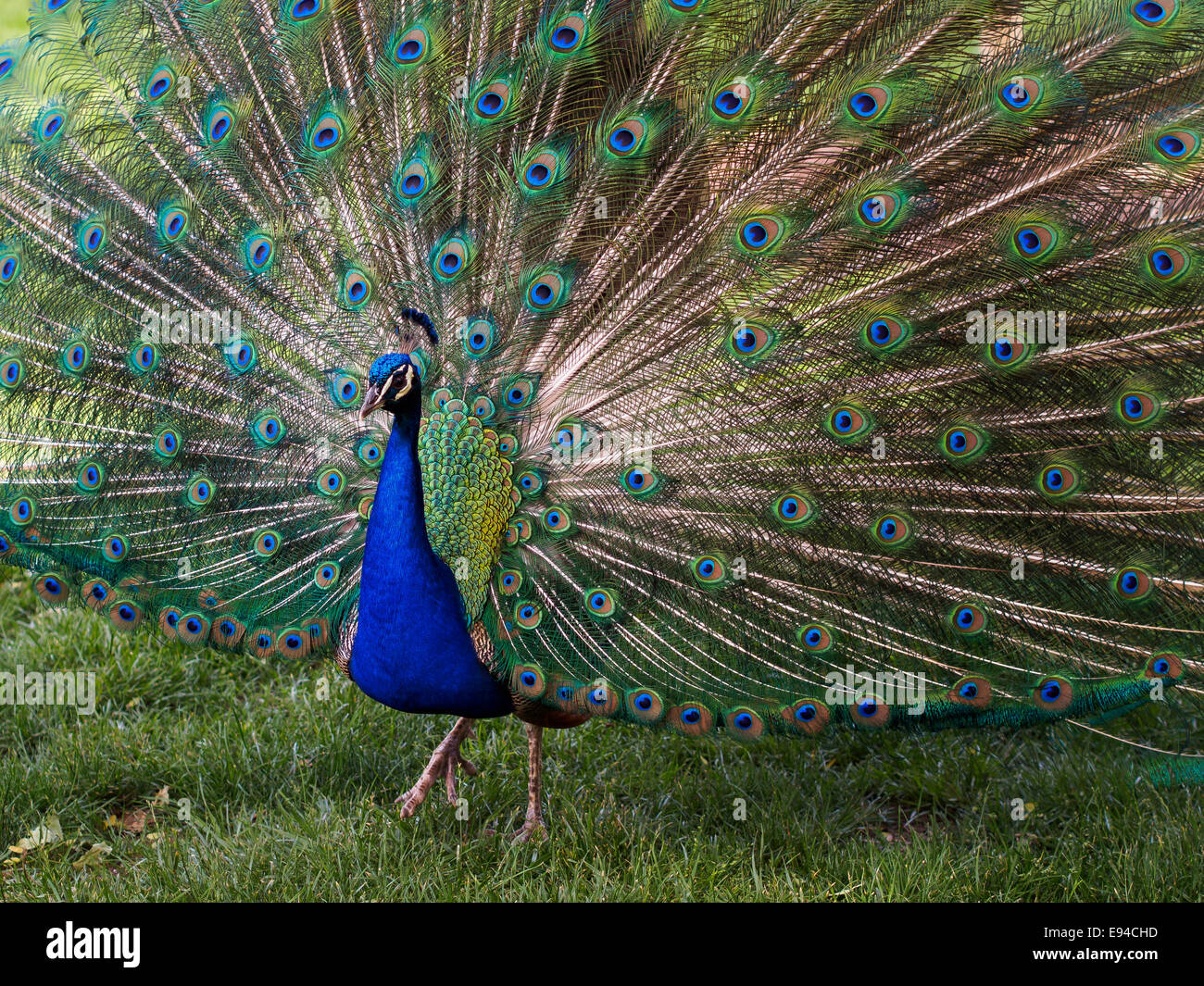Indian male peacock, or peafowl, in full glorious display Stock Photo ...