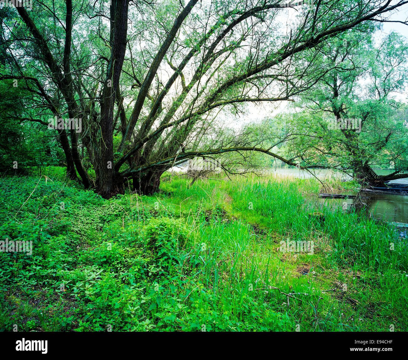 Rhine river alluvial forest in national nature reserve of Offendorf ...