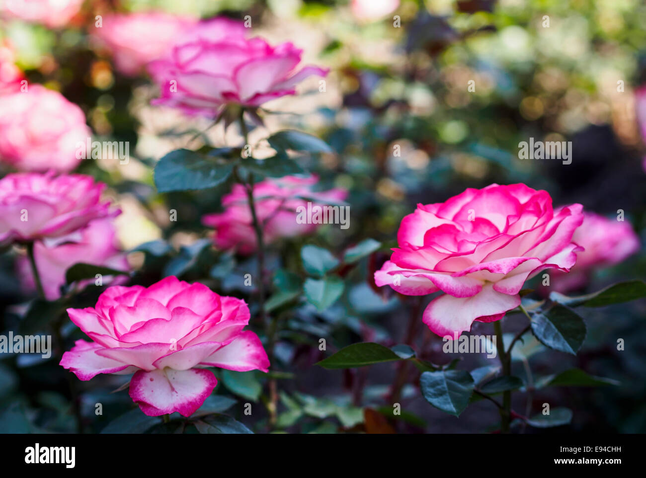 Pink white roses hi-res stock photography and images - Alamy