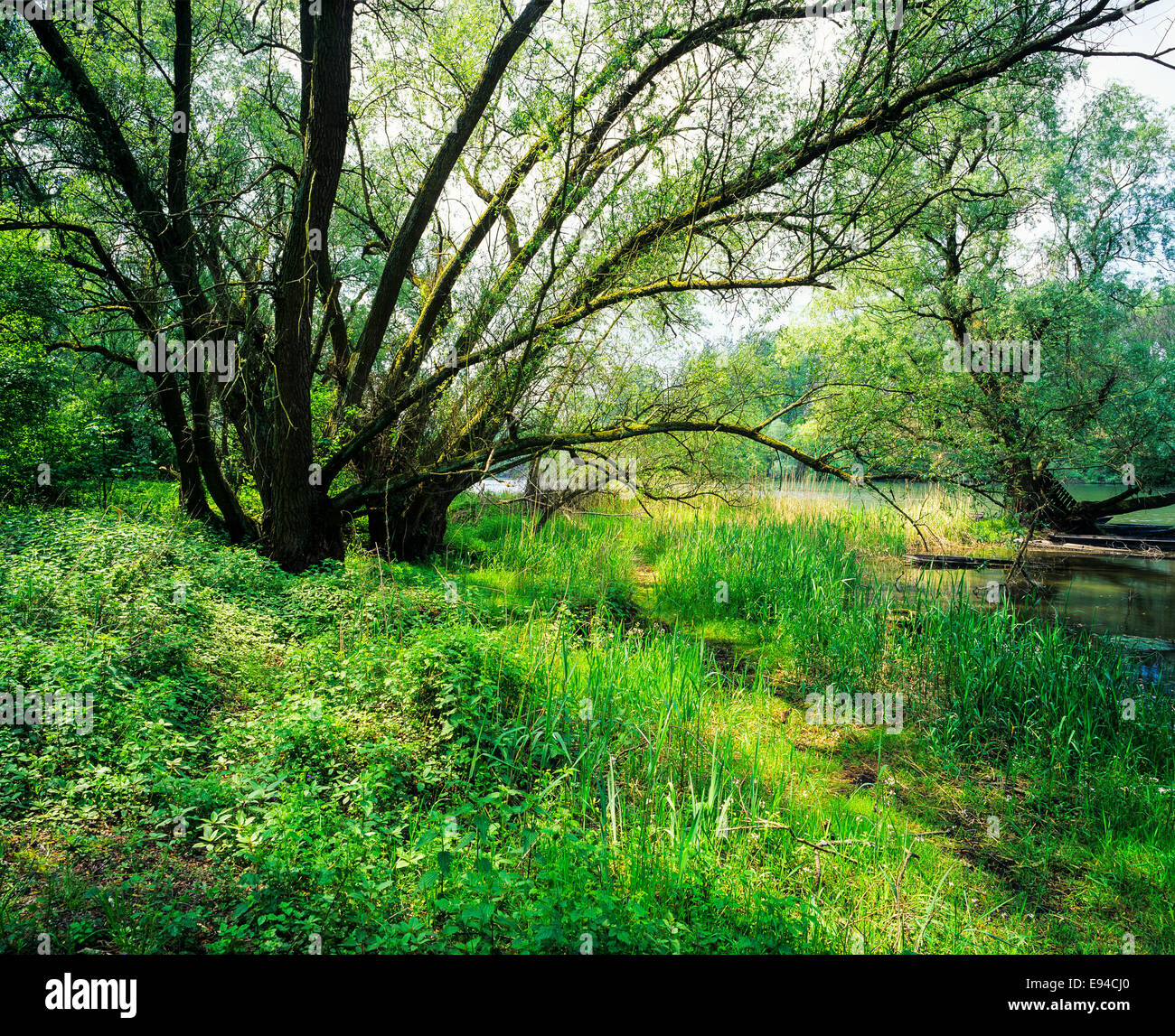 Rhine river alluvial forest in national nature reserve of Offendorf ...