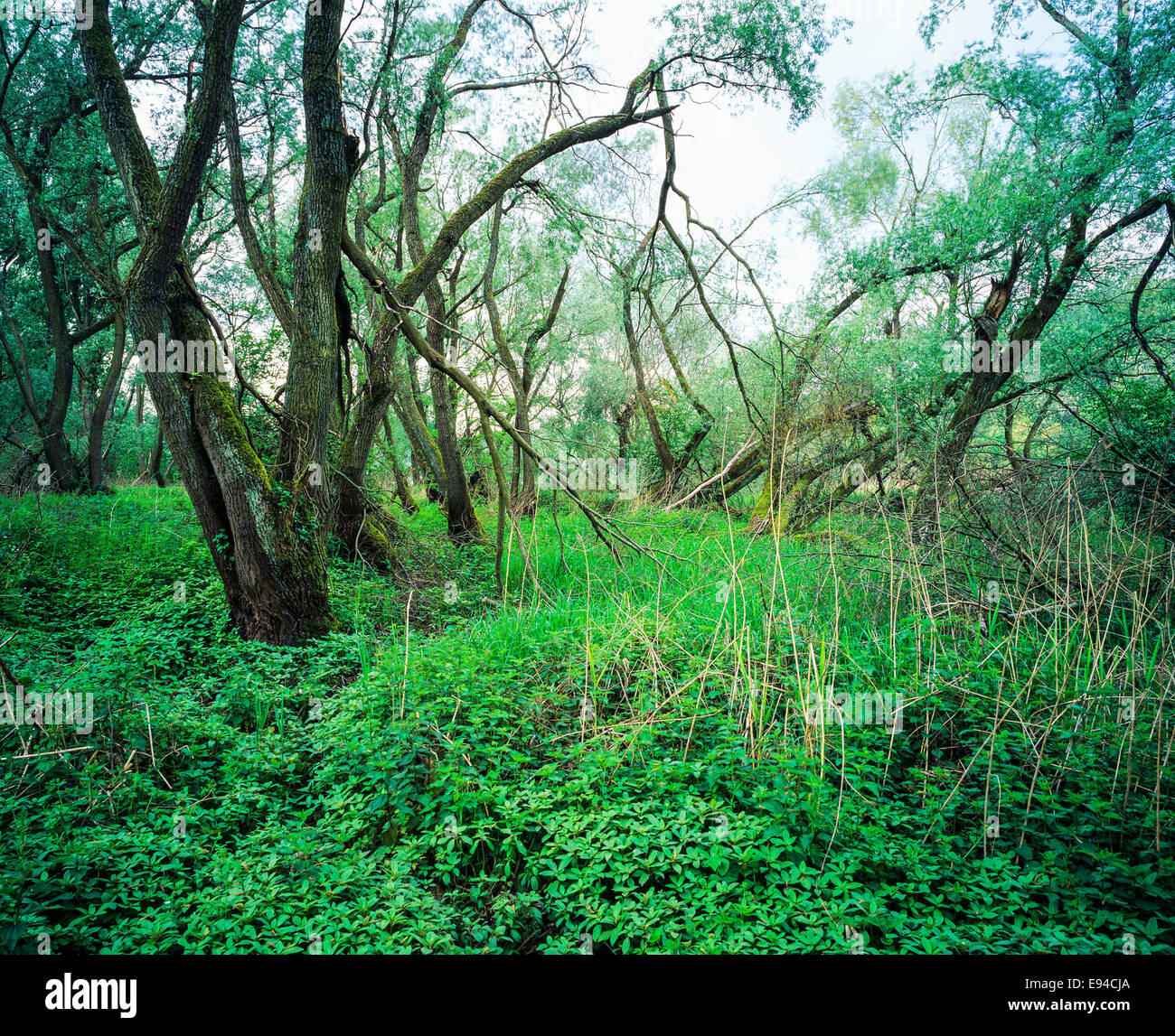 Rhine river alluvial forest in national nature reserve of Offendorf ...