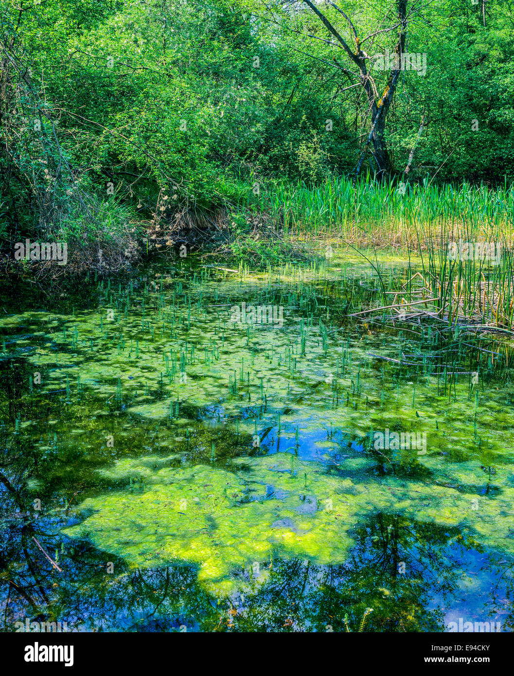 Rhine river alluvial forest in national nature reserve of Offendorf ...