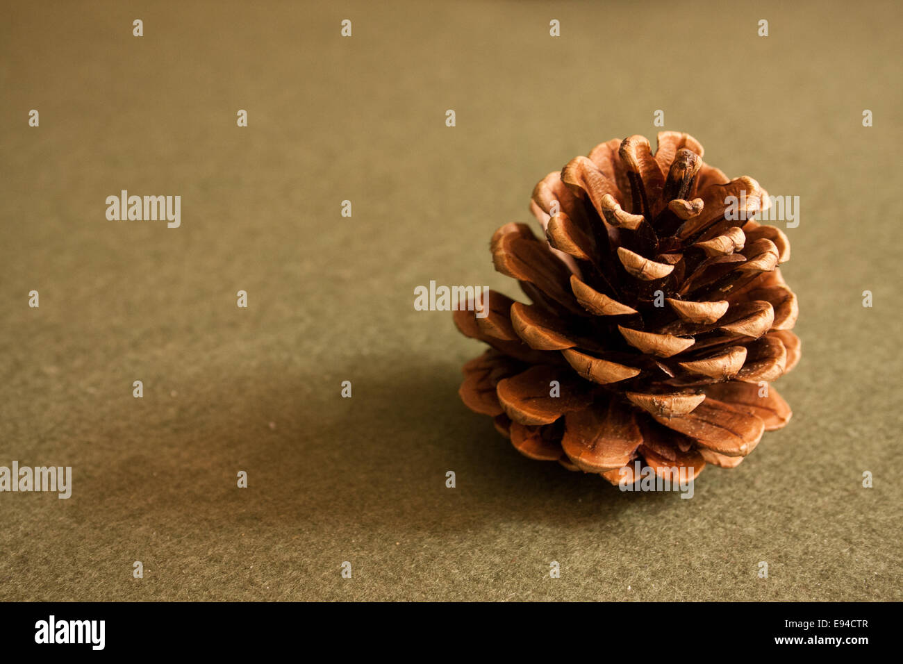 Opened pine cone on felt Stock Photo - Alamy
