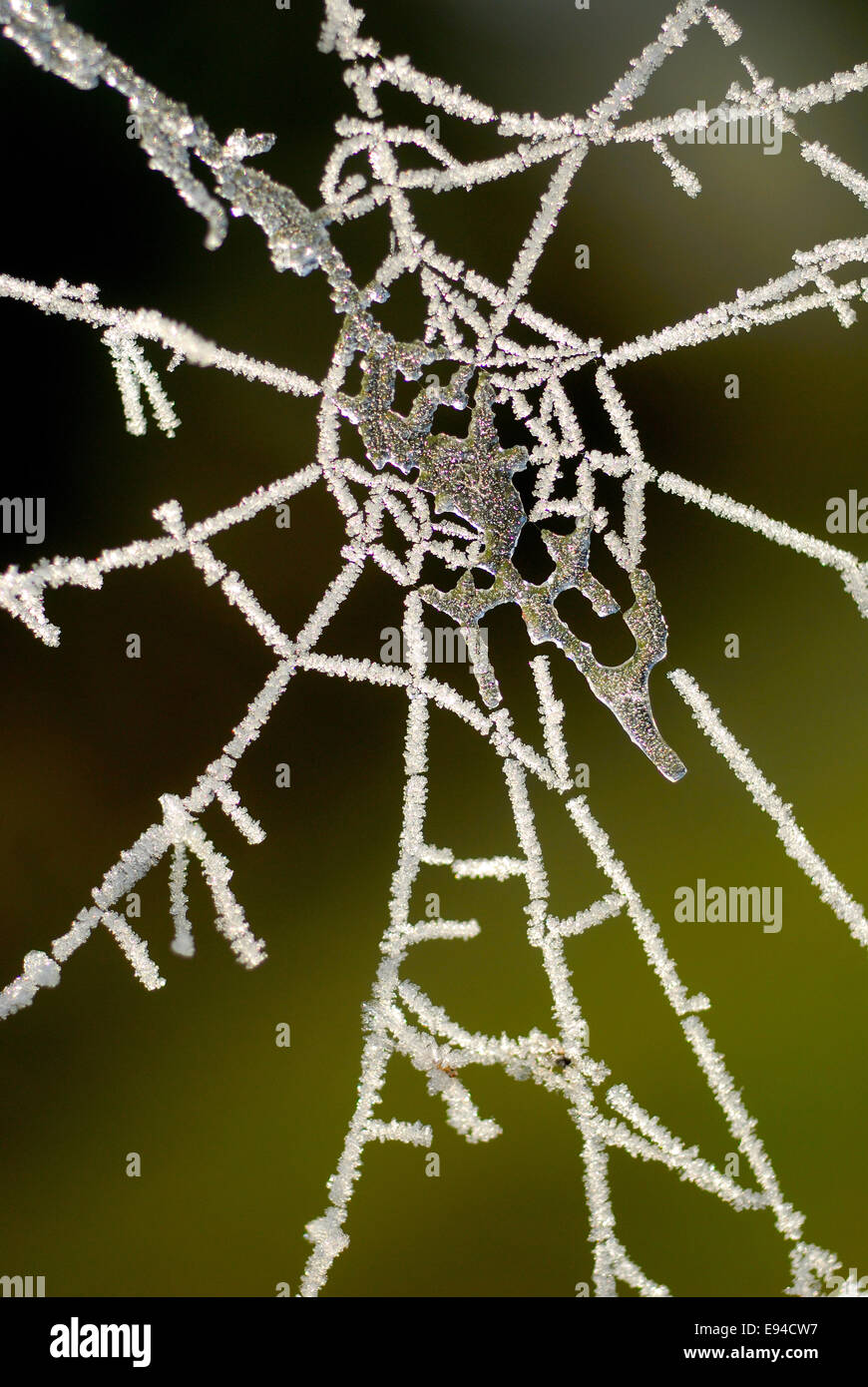 Cobweb laced with frost Stock Photo - Alamy