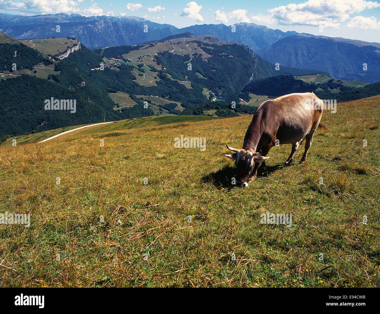 Cattle italy hi-res stock photography and images - Alamy