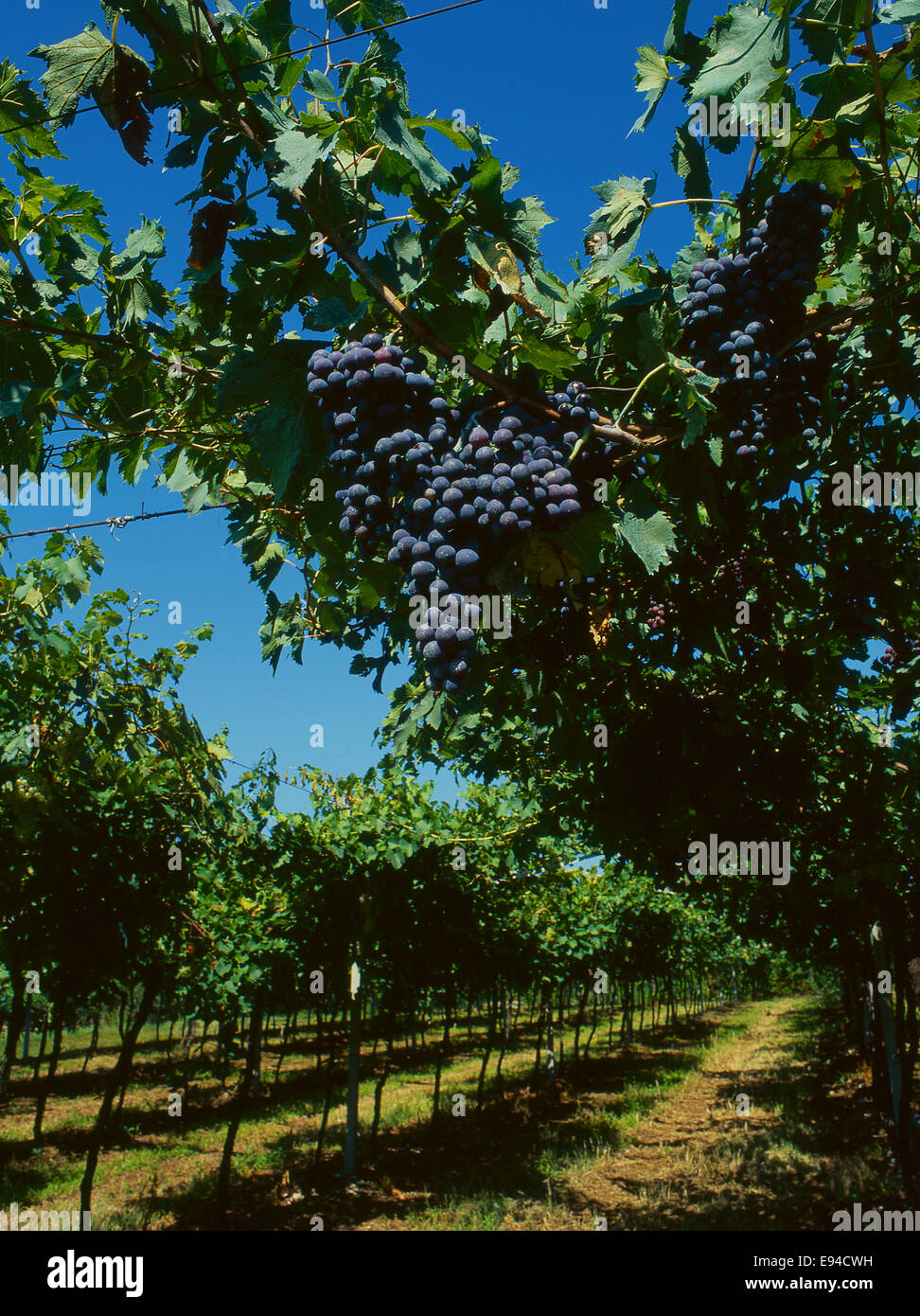 Red Bardolino Grapes on the vine. Grapevines, Italy Stock Photo - Alamy