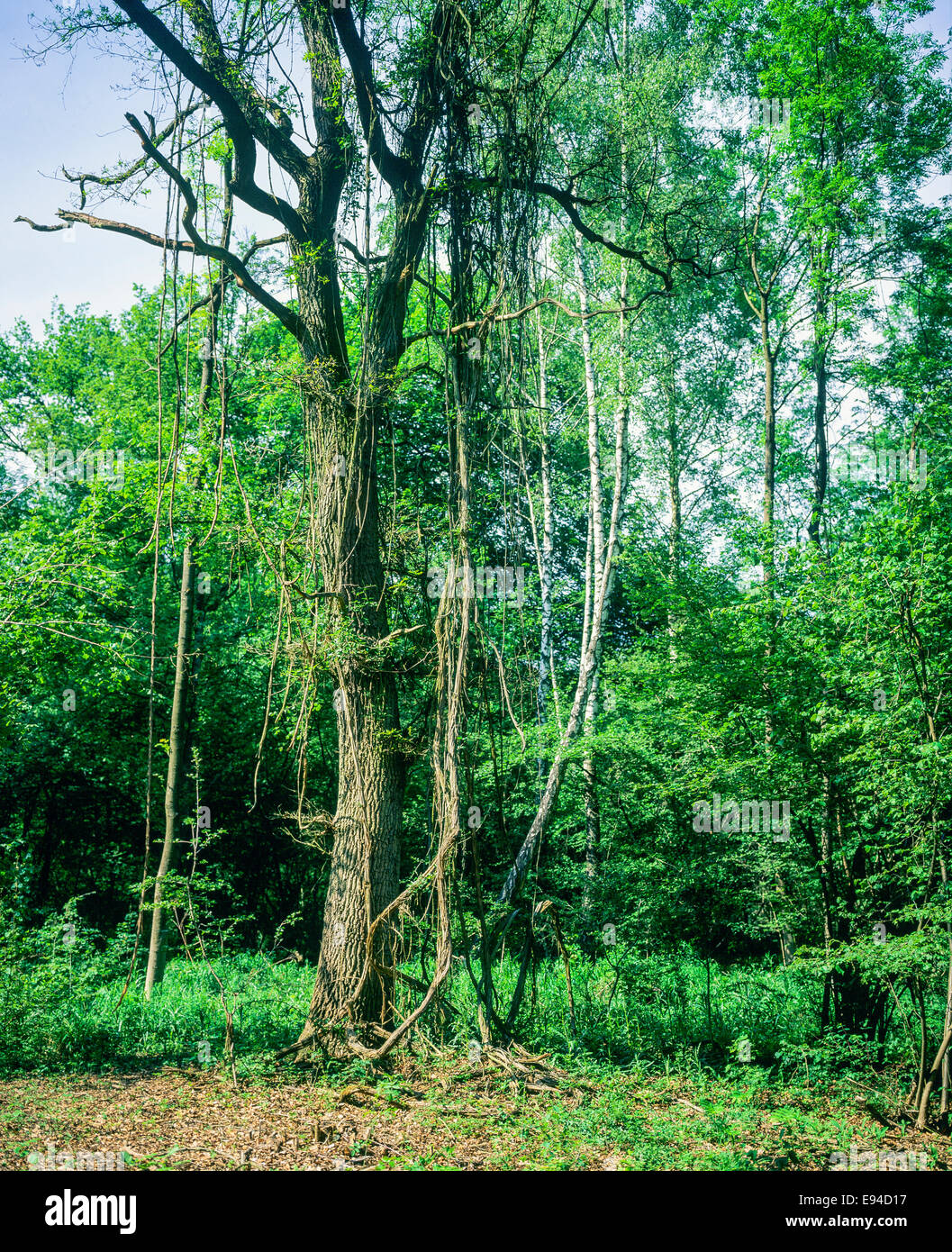 Oak tree with lianas in Rhine river alluvial forest in national nature ...