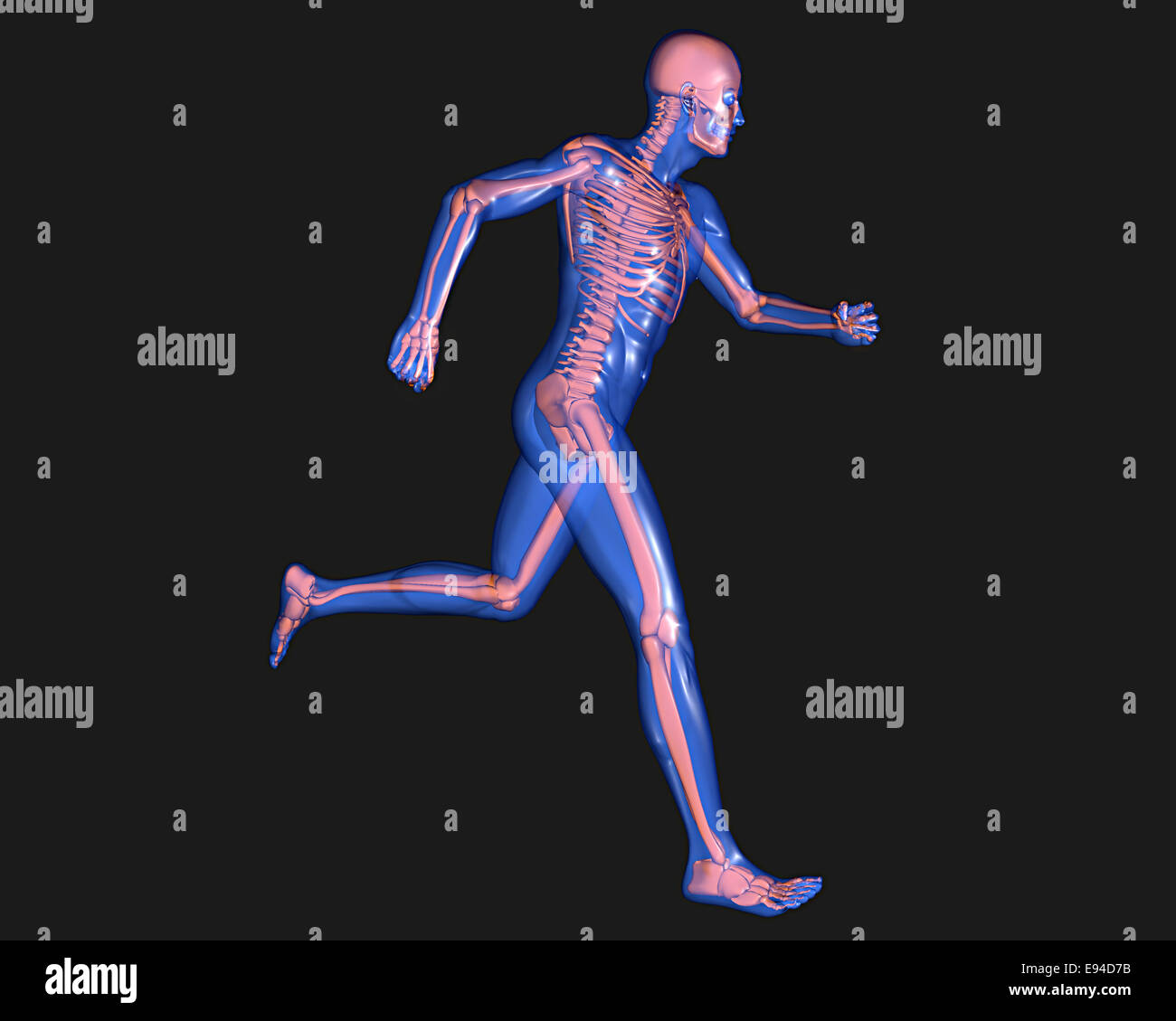Man running, radiography of the human body Stock Photo - Alamy