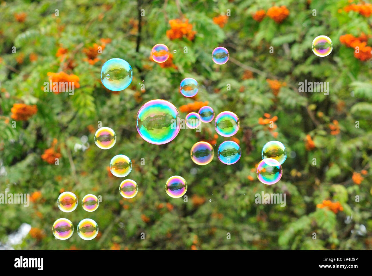 Soap bubbles with colourful reflections floating in early morning light ...