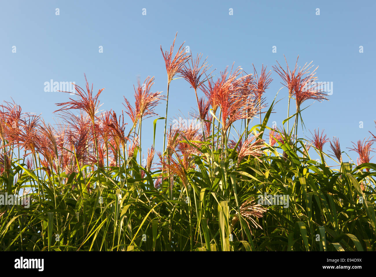 Switchgrass hi-res stock photography and images - Alamy