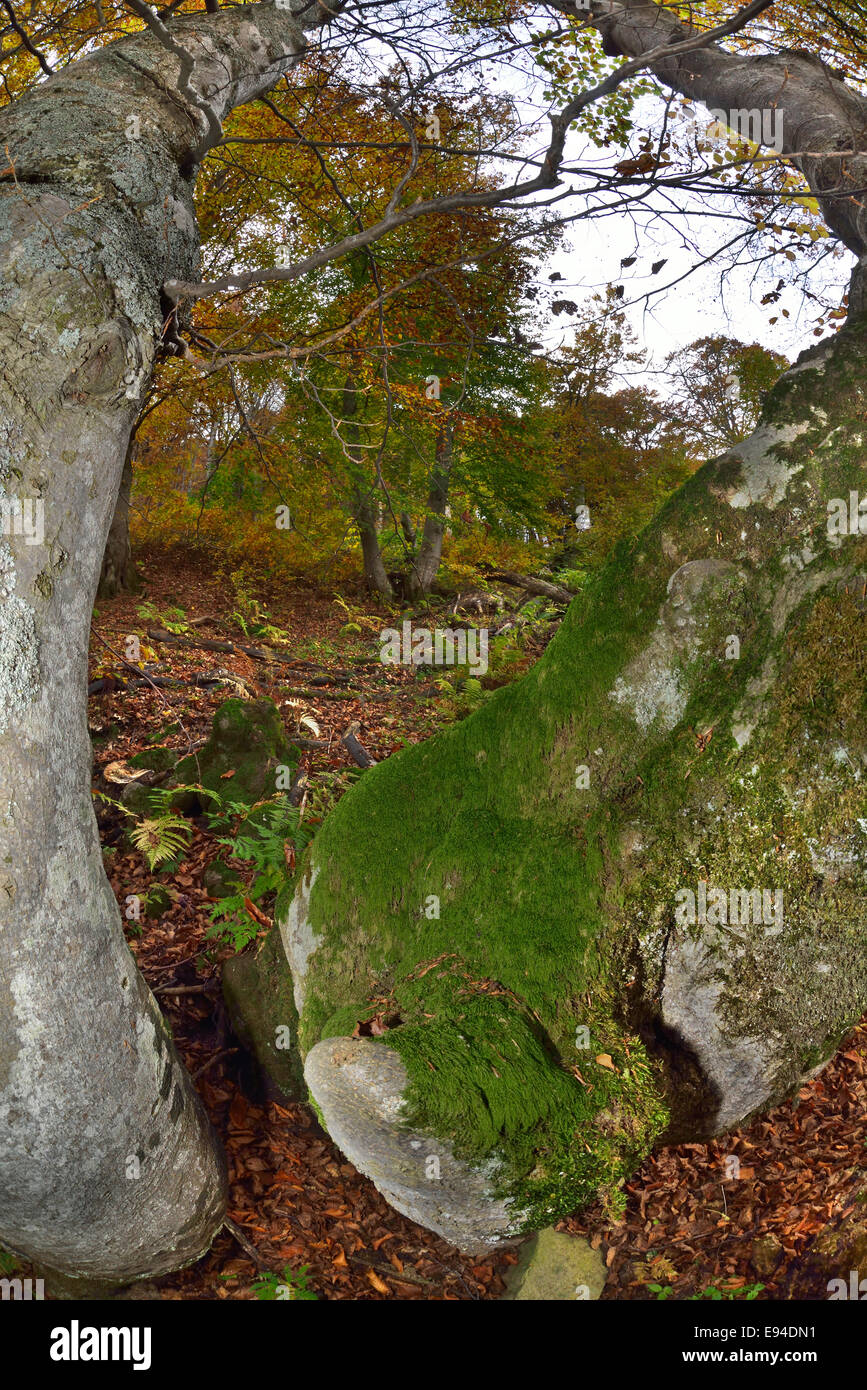 Contorted beech trees hi-res stock photography and images - Alamy