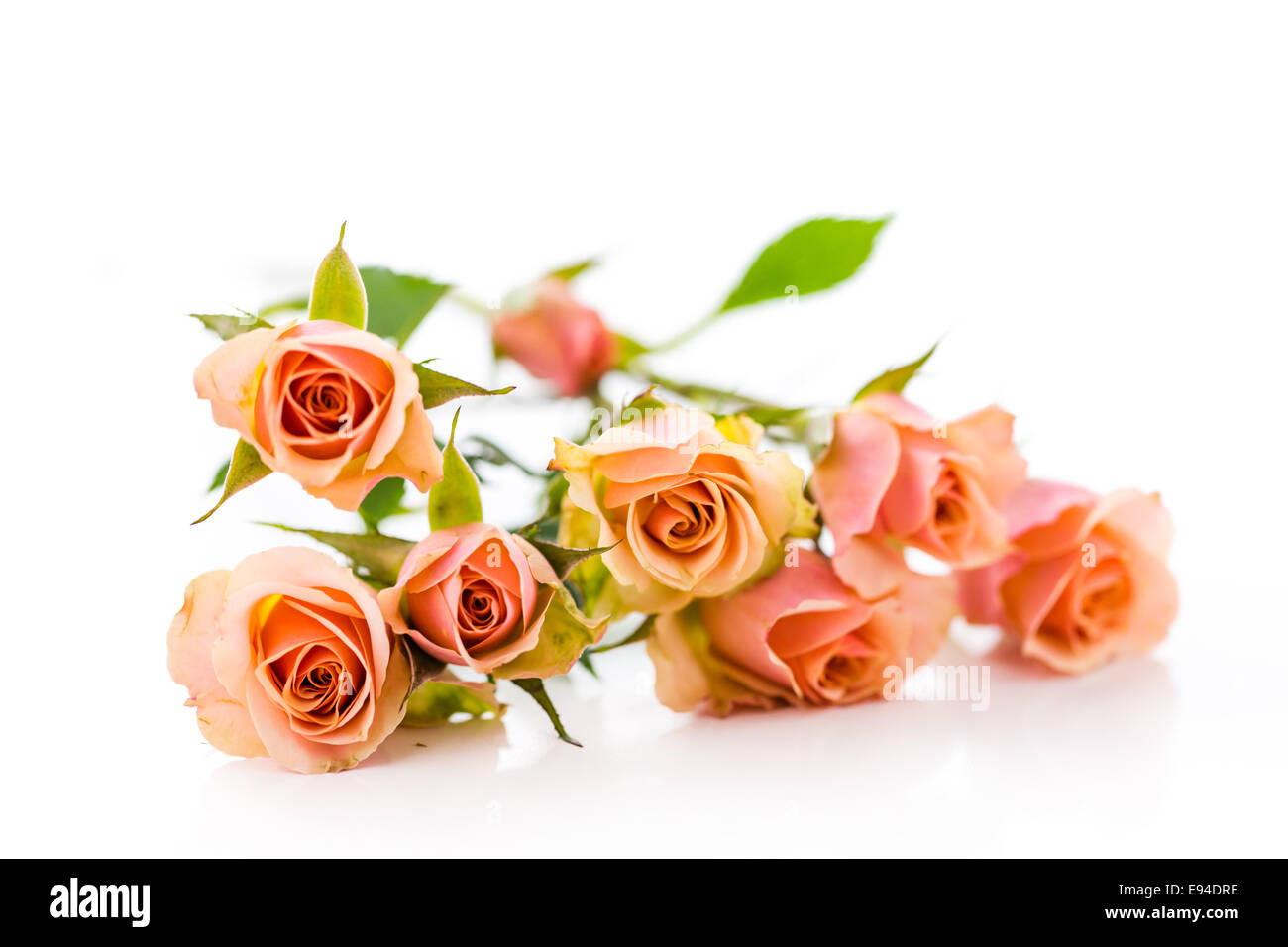 Pink roses on a white background Stock Photo - Alamy