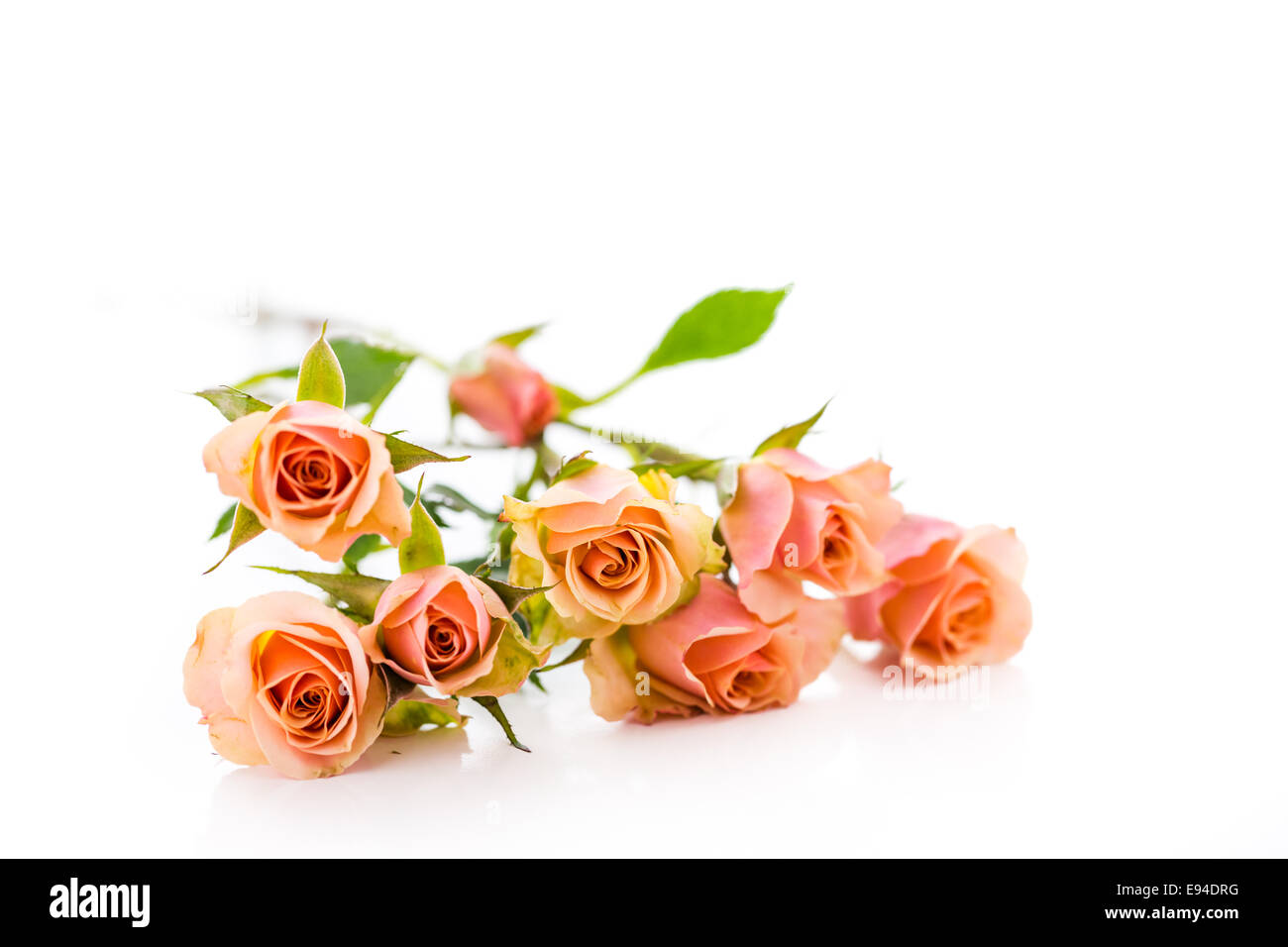 Pink roses on a white background Stock Photo - Alamy