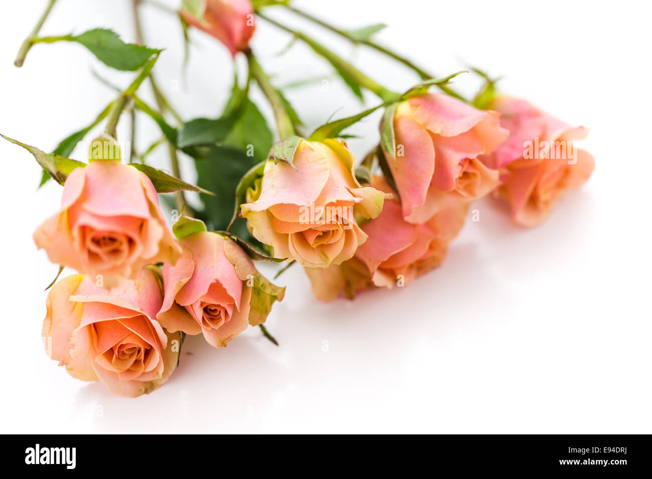 Pink roses on a white background Stock Photo - Alamy