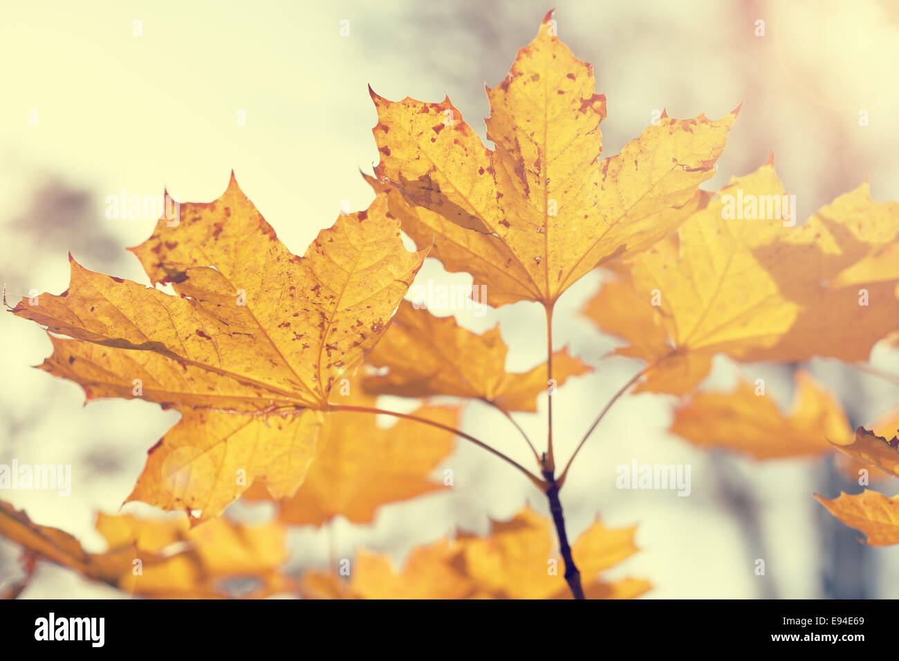 Autumn maple leaves in retro style Stock Photo - Alamy