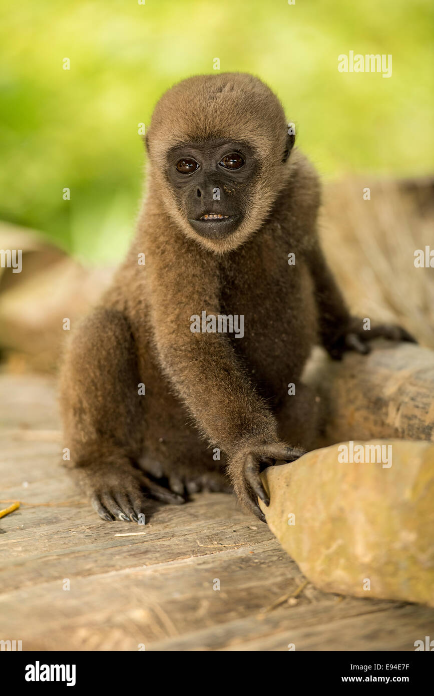 Pet common woolly monkey Lagothrix lagotricha lagotricha (also known as ...