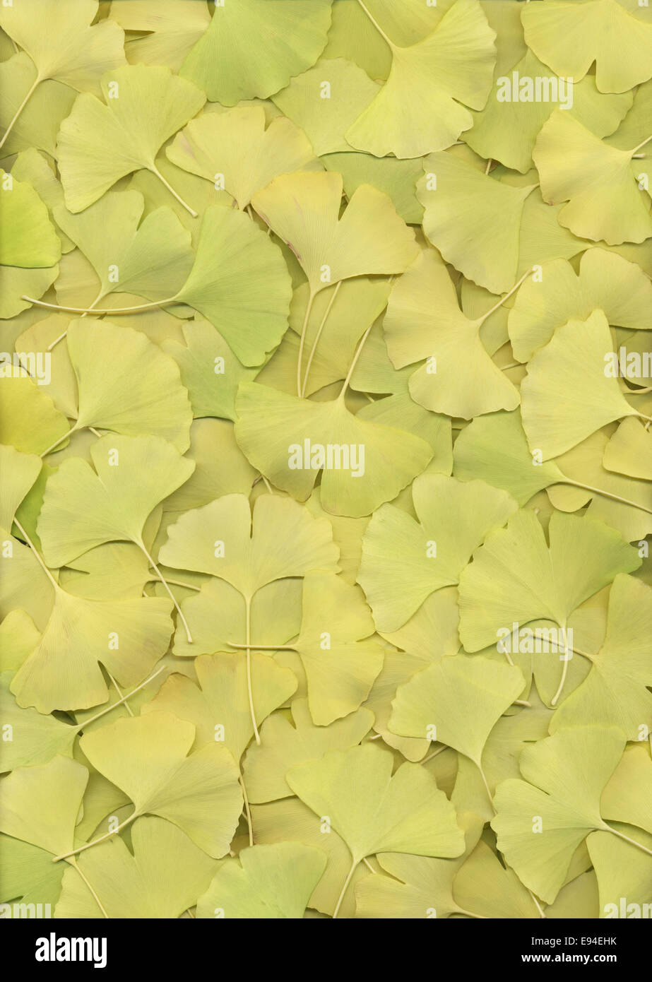 Close Up High Resolution High Resolution Stock Photography and Images - Alamy