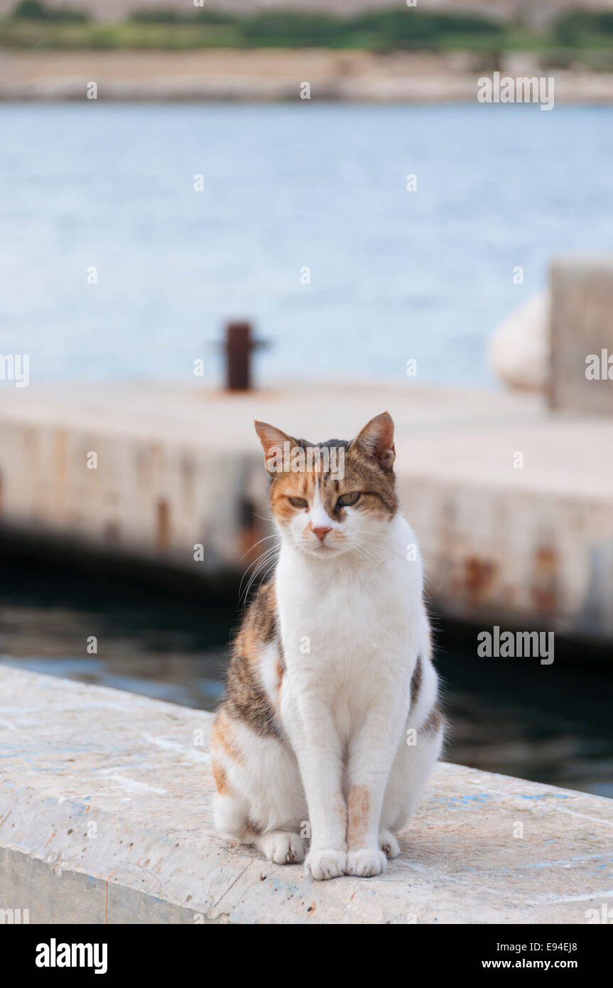 A domestic cat sitting on the Harbour side in Valletta, the capital of ...