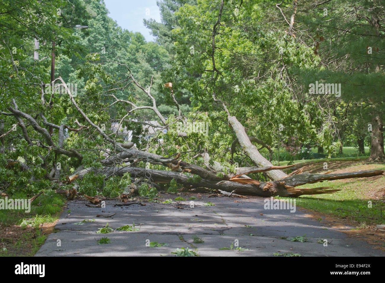 A large oak tree brought down by a storm lies crumbled and broken ...