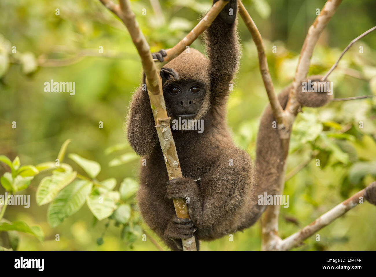 Common woolly monkey Lagothrix lagotricha lagotricha (also known as ...