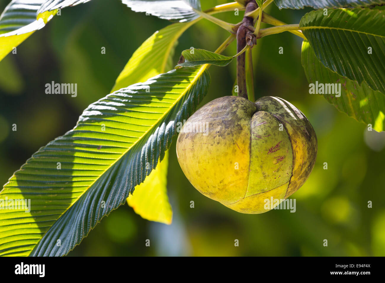 Elephant apple or chulta fruit dillenia indica hi-res stock photography ...