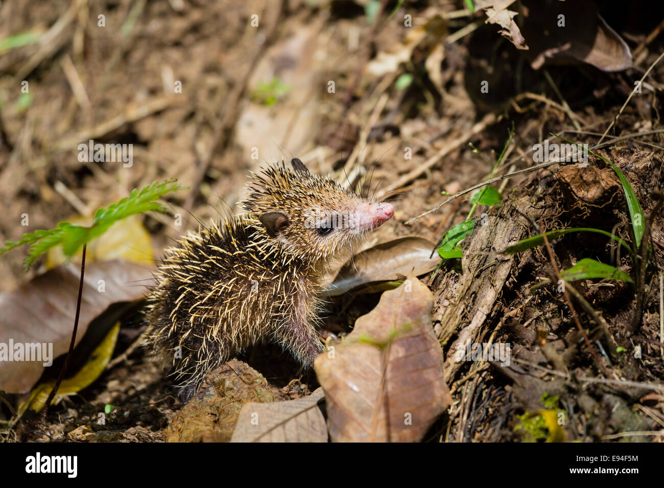 A tenrec in the forests of Mahe, Seychelles Stock Photo - Alamy