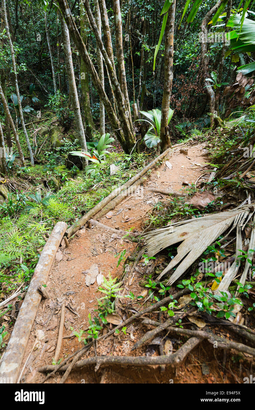 Tropical rainforest on the trail to Mount Copolia in Mahe, Seychelles ...