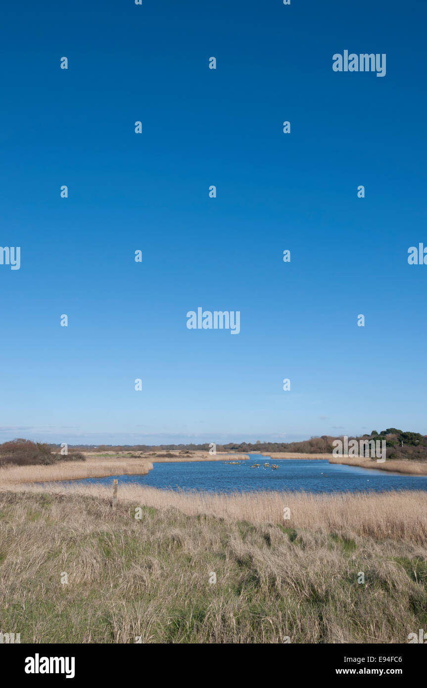 The River Meon running through reedbeds in the Titchfield Haven ...