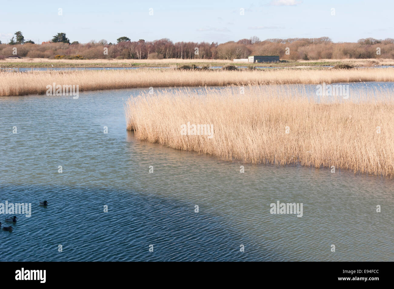 The River Meon running through reedbeds in the Titchfield Haven ...