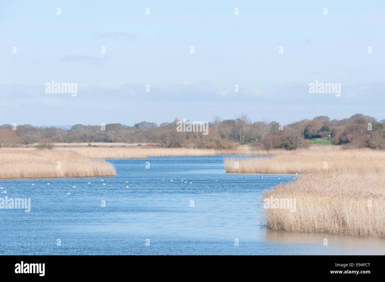 The River Meon running through reedbeds in the Titchfield Haven ...