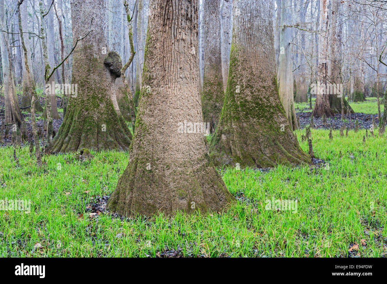 Water Tupelo (Nyssa aquatica) with spring sedge growth. Wise Lake ...