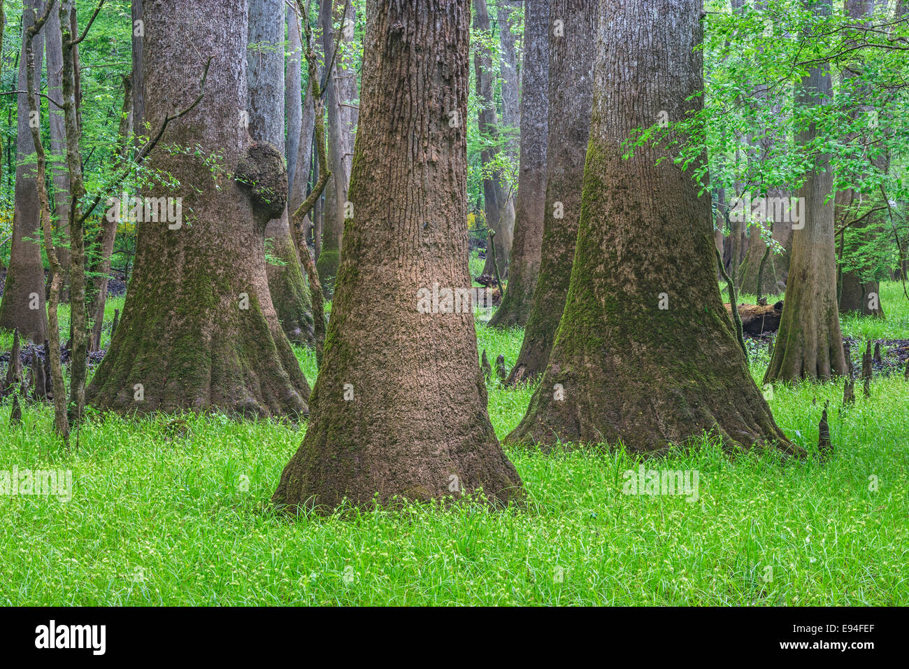 Wise lake congaree national park hi-res stock photography and images ...