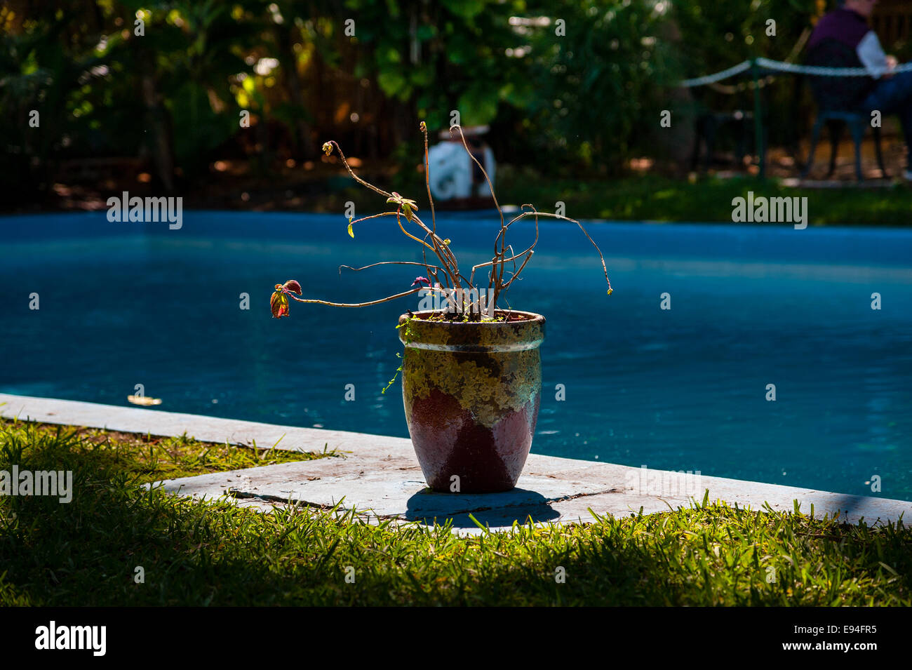 US, Florida, Key West. Ernest Hemingway Home Stock Photo - Alamy