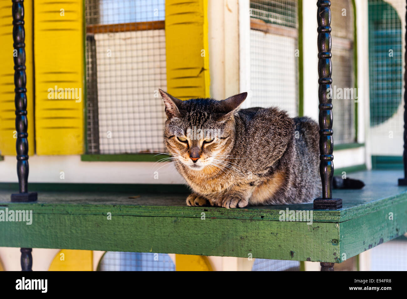 US, Florida, Key West. Ernest Hemingway Home. One of the many cats that ...