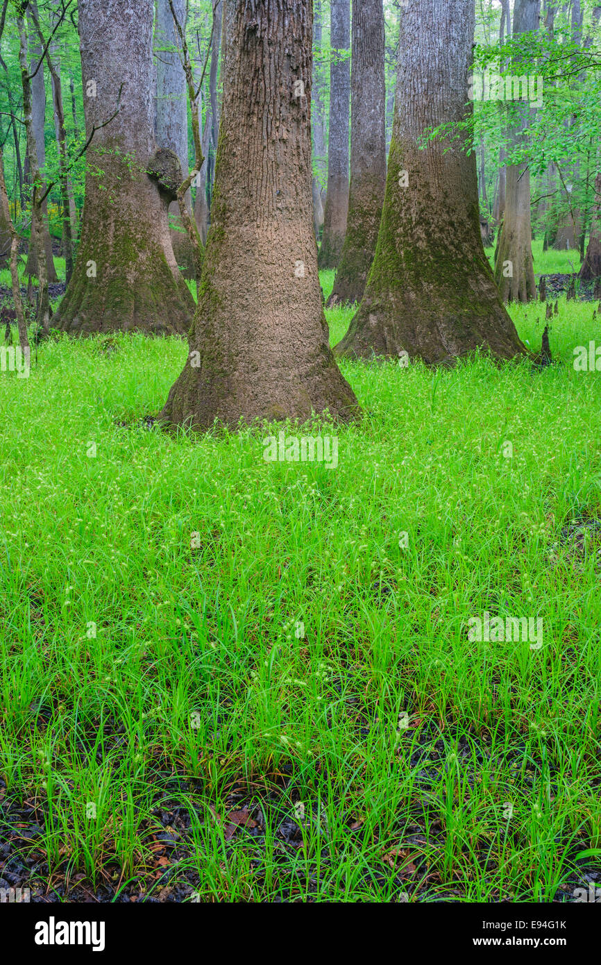 Water Tupelo (Nyssa aquatica) with spring sedge growth. Wise Lake ...