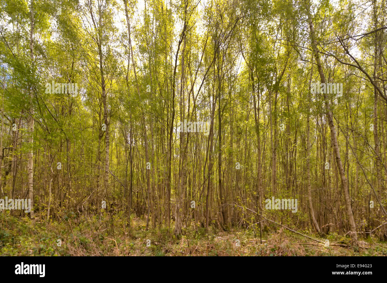 Silverbirch hi-res stock photography and images - Alamy