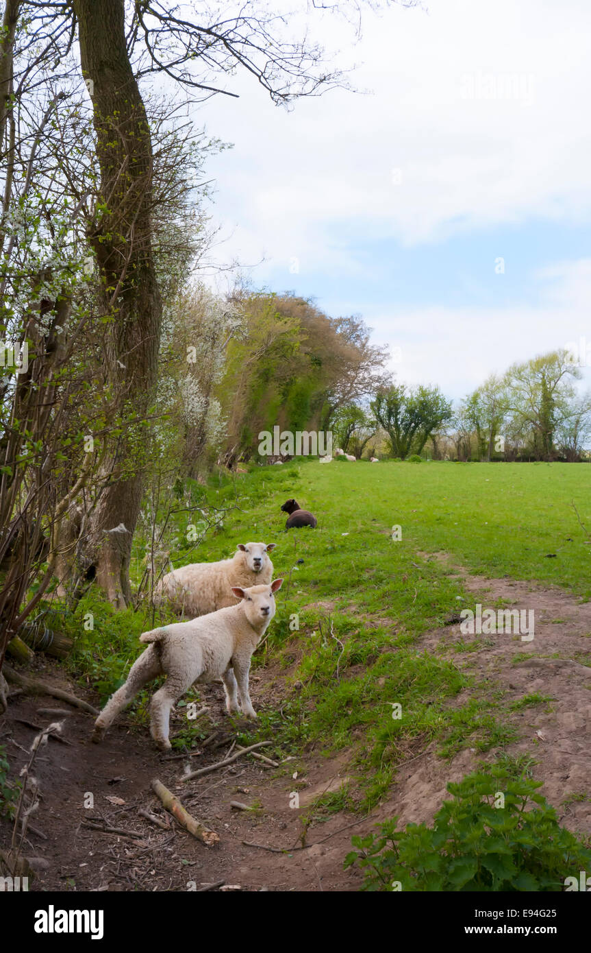 Cute fluffy lambs hi-res stock photography and images - Alamy