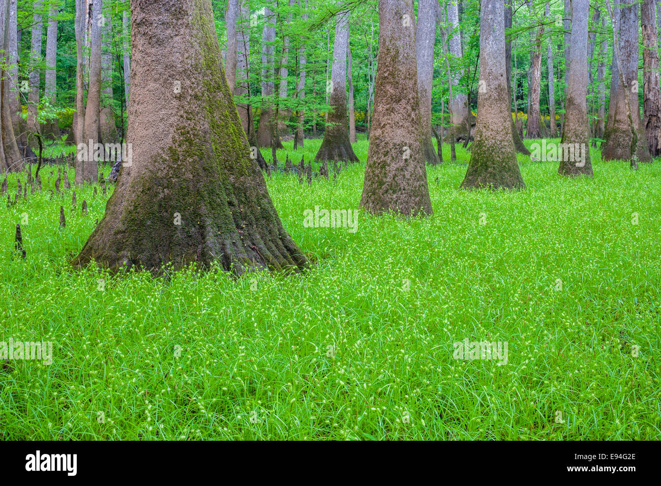 Water Tupelo (Nyssa aquatica) with spring sedge growth. Wise Lake ...