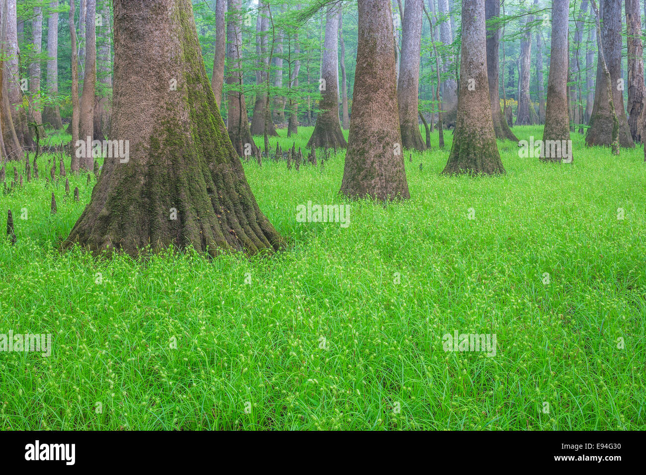 Wise lake congaree national park hi-res stock photography and images ...