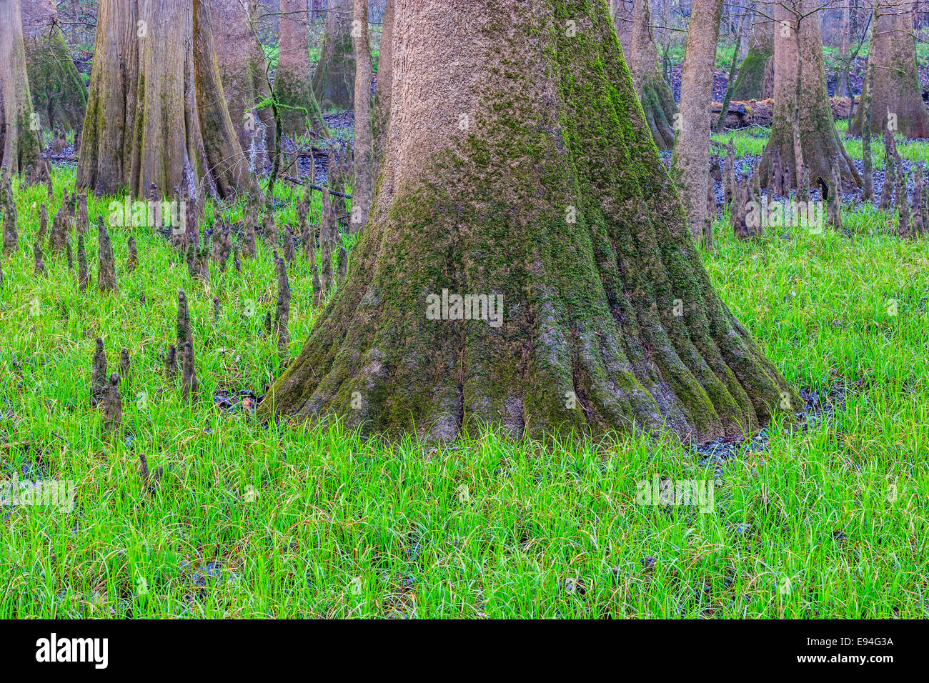 Wise lake congaree national park hi-res stock photography and images ...