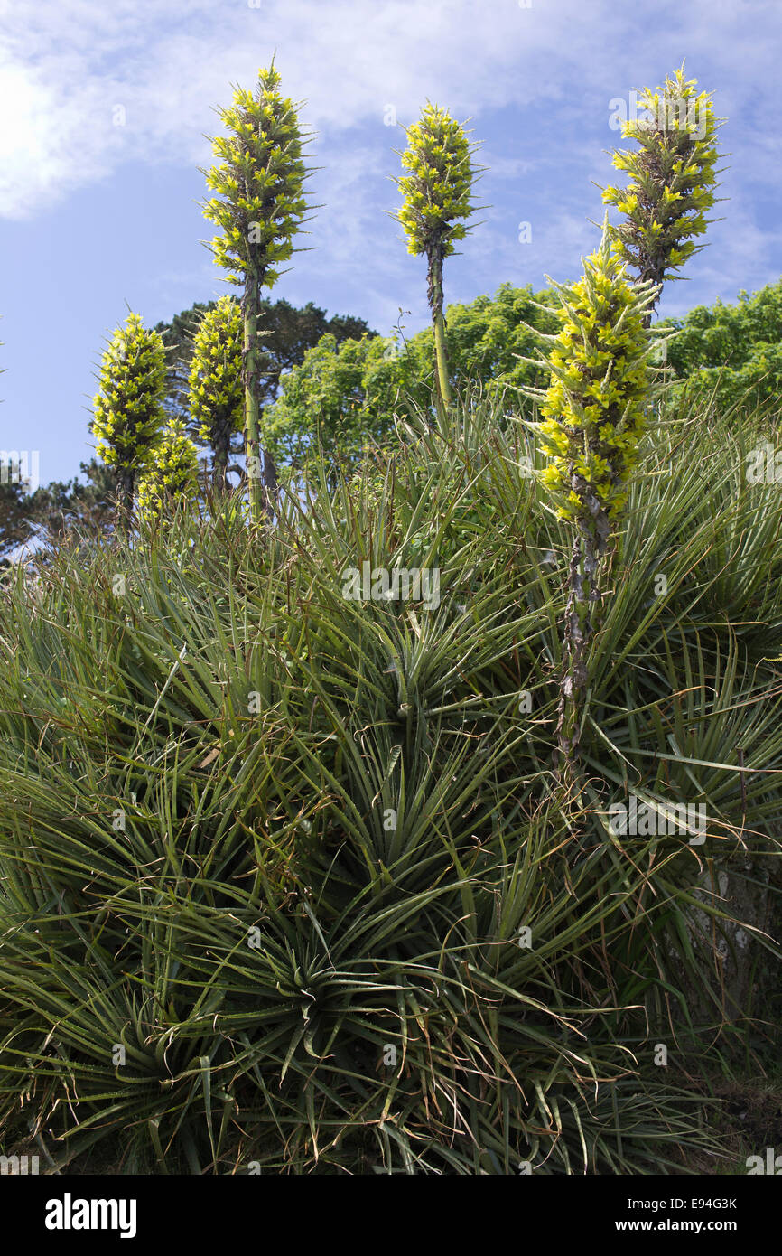 British Spiky Plant High Resolution Stock Photography and Images - Alamy