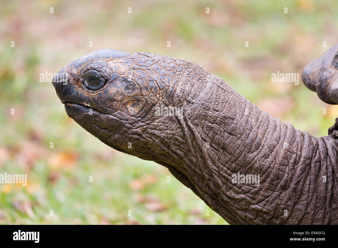 The head of a giant tortoise in the hills of La Digue, Seychelles Stock ...