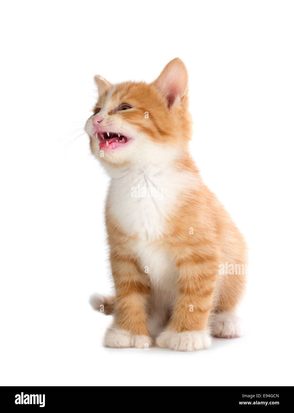 Cute orange kitten crying isolated on white background Stock Photo - Alamy