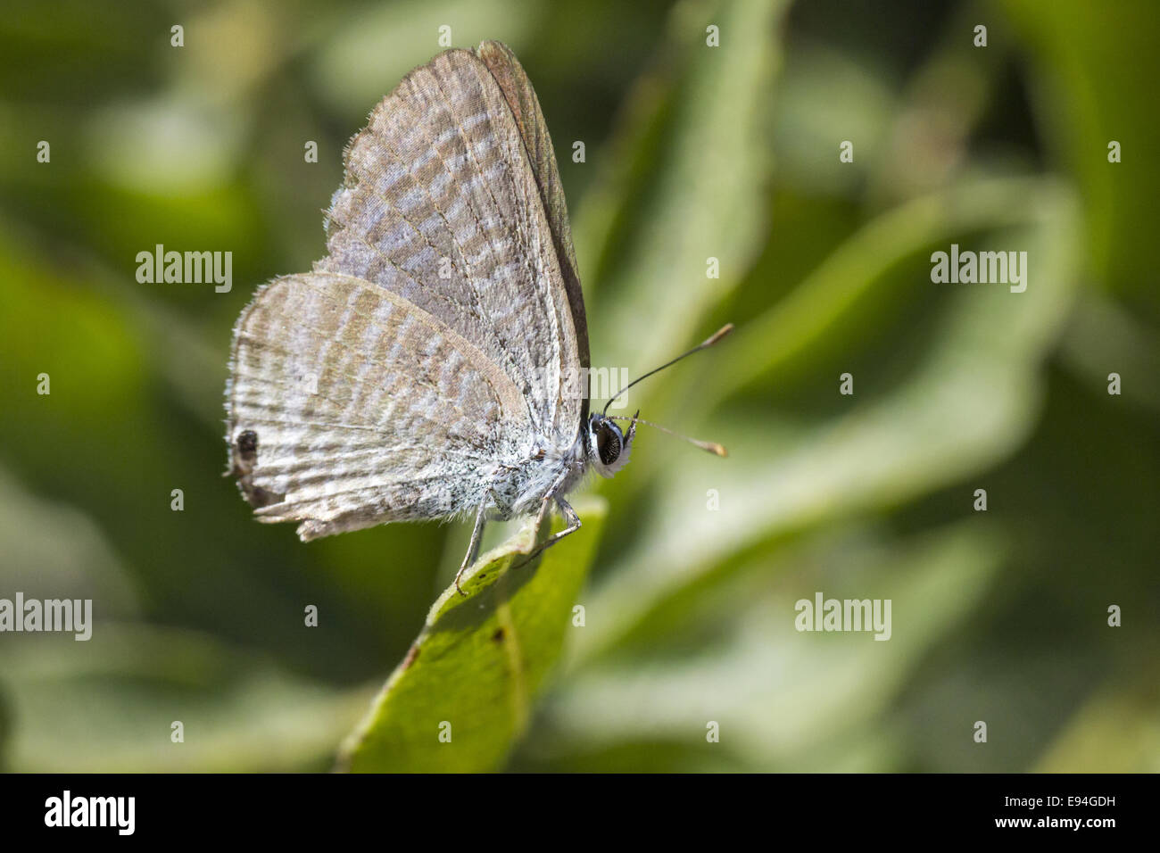 The Long-tailed blue , Lampides boeticus Stock Photo - Alamy