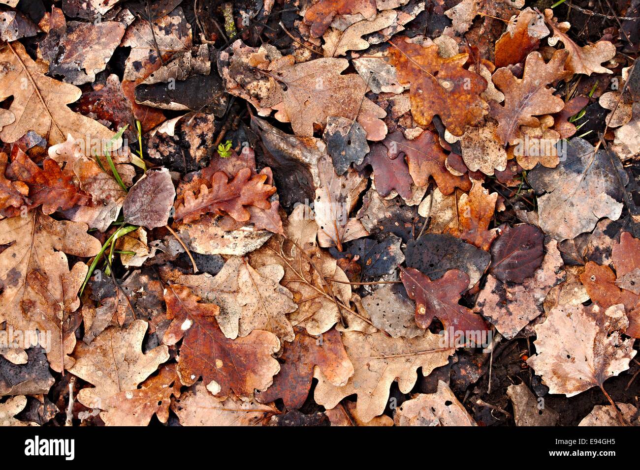 Fallen leaf pile hi-res stock photography and images - Alamy